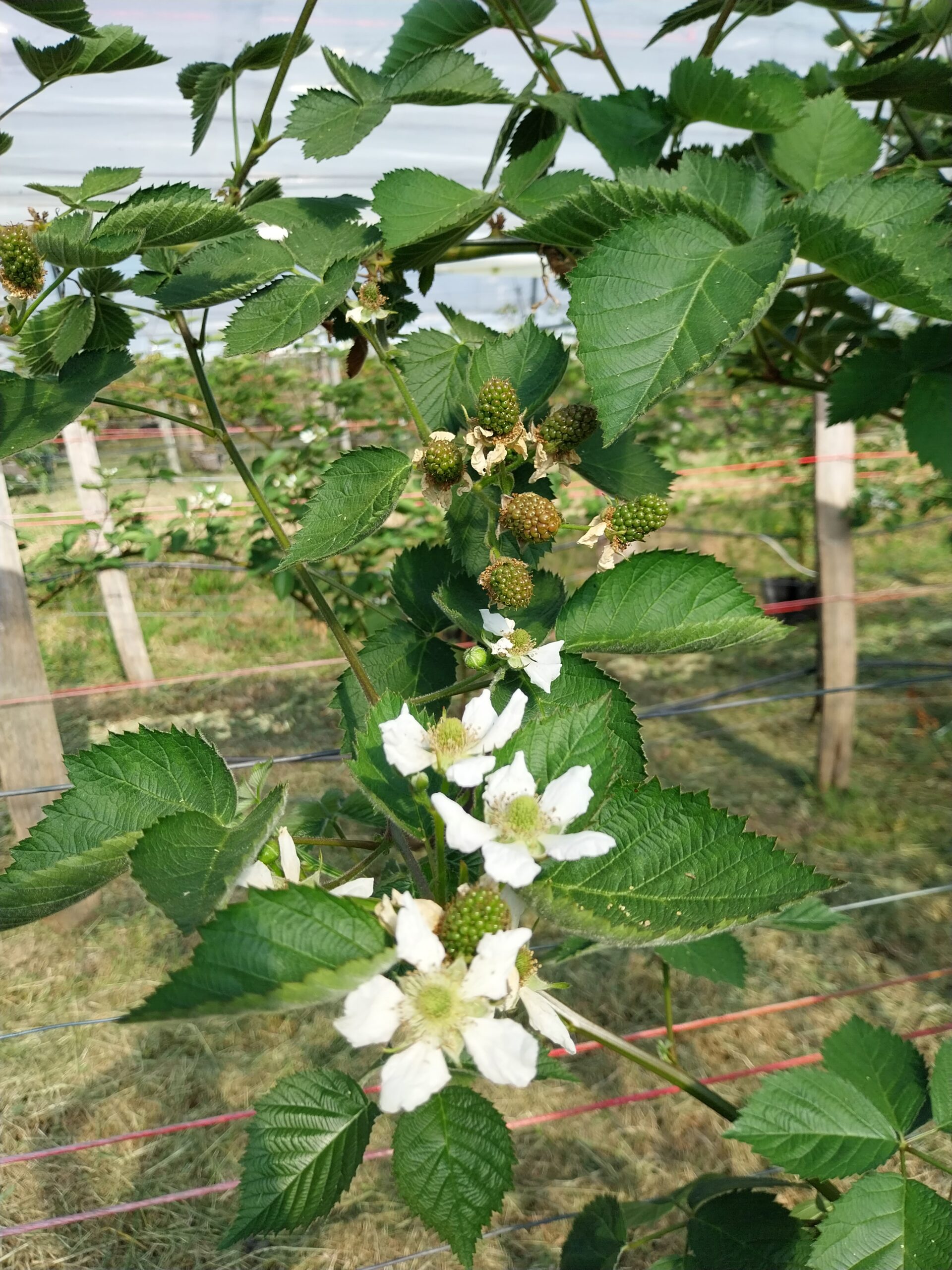 Fruits frais & Confitures – Montfruit du Bocage