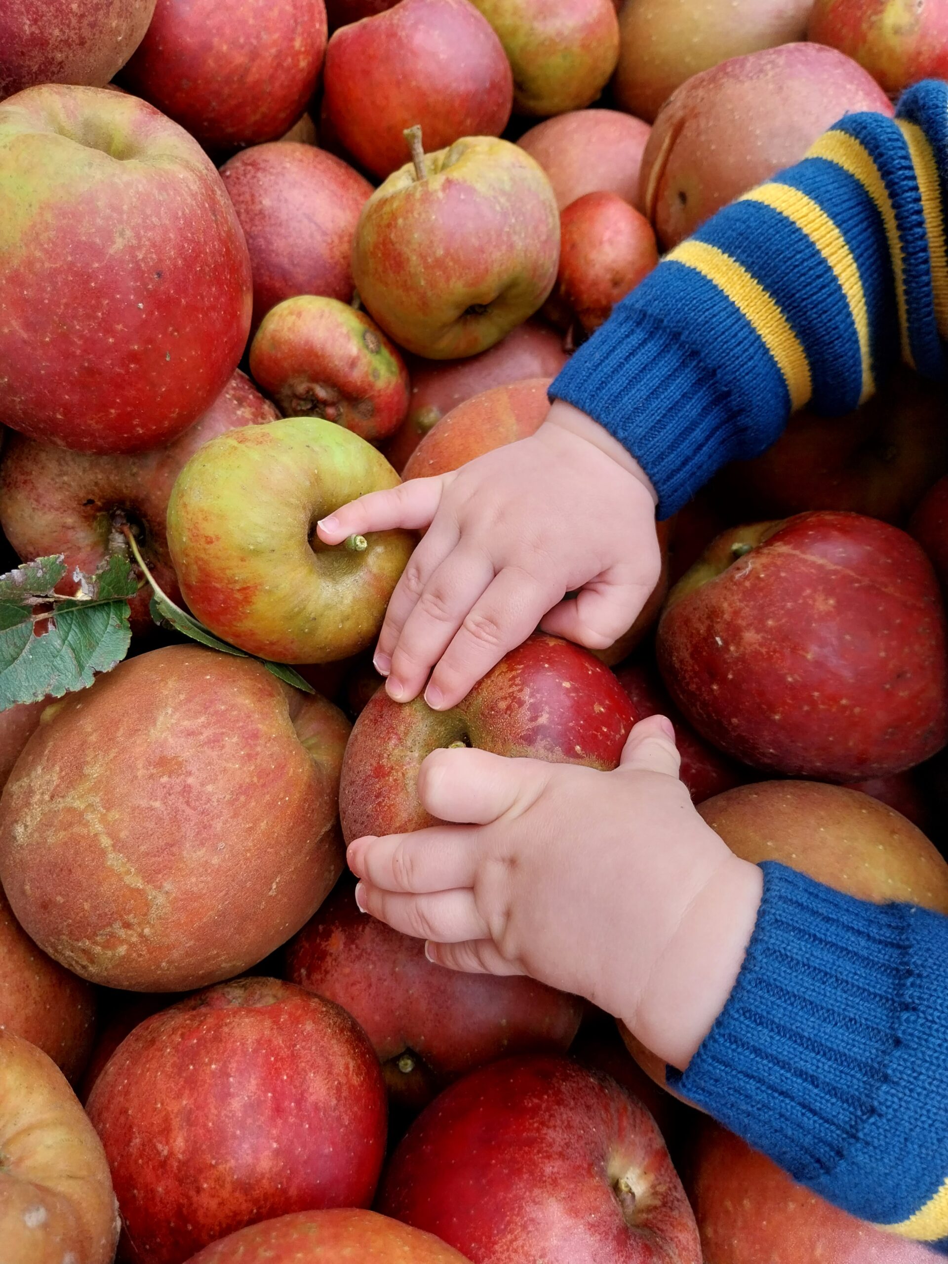 Fruits frais & Confitures – Montfruit du Bocage